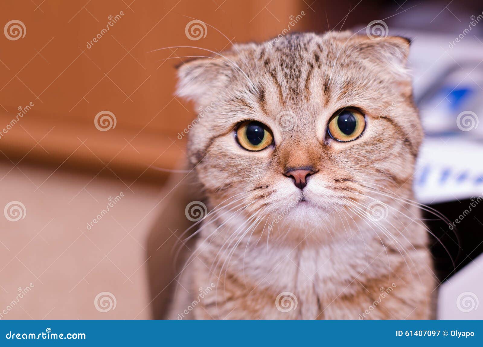 Scottish Fold cat tabby. stock image. Image of eyes, household - 61407097