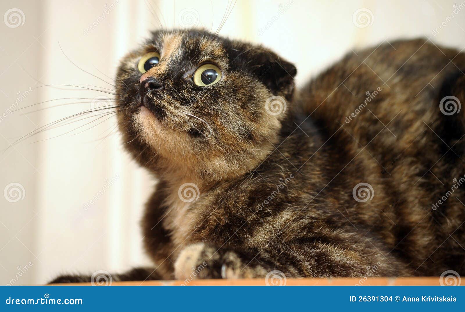 Scottish Fold Cat Tortoiseshell Stock Images - Image: 26391304