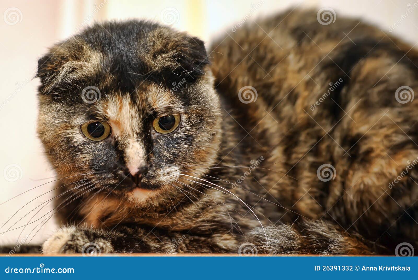Scottish Fold Cat Tortoiseshell Stock Photography - Image: 26391332