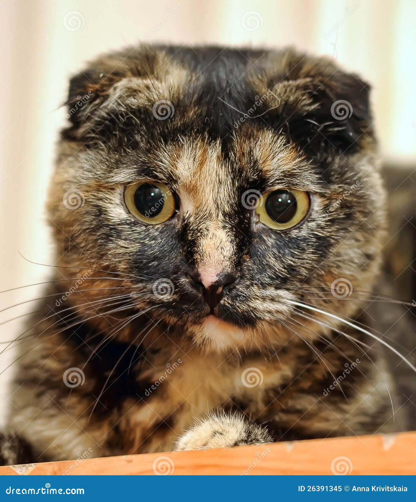 Scottish Fold Cat