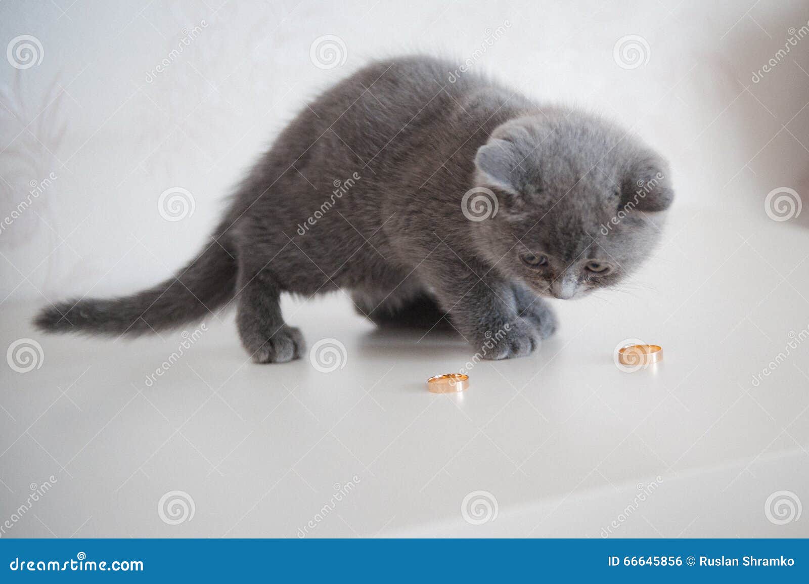 Scottish Fold Cat with Wedding Rings. Wedding Accessories , Ring Stock ...