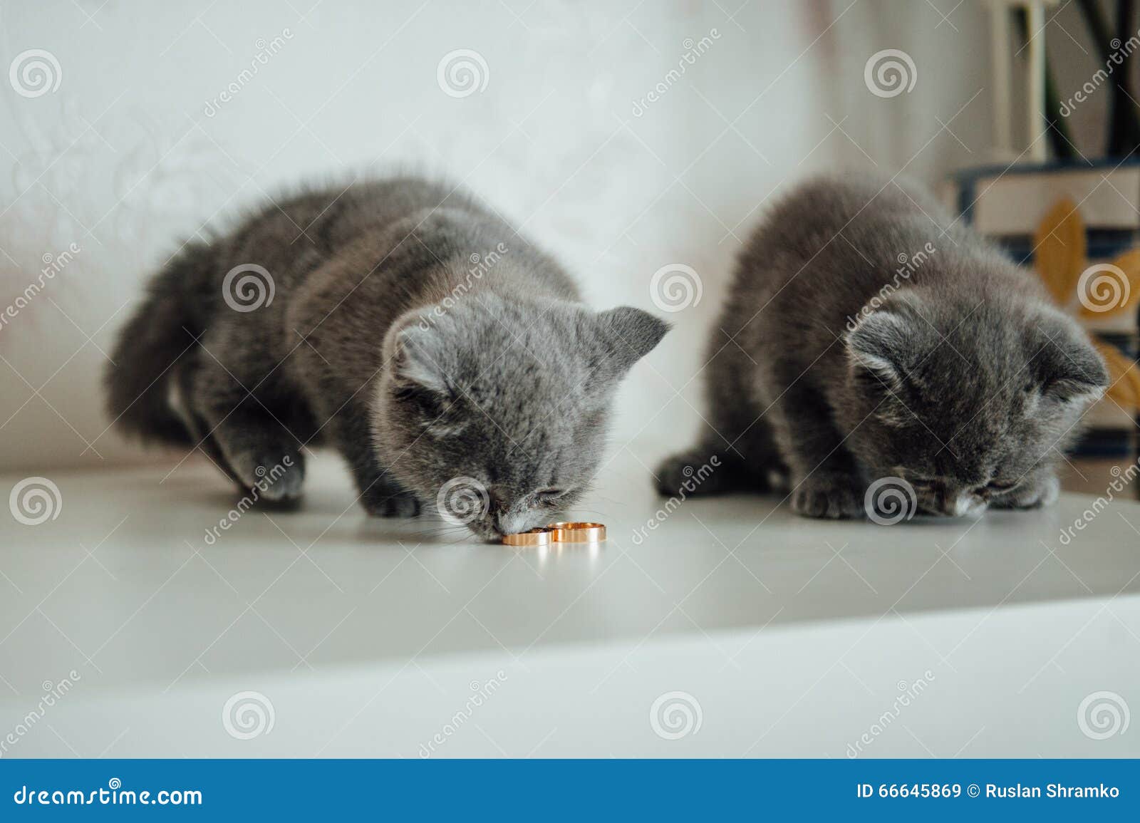 Scottish Fold Cat with Wedding Rings. Wedding Accessories , Ring Stock ...