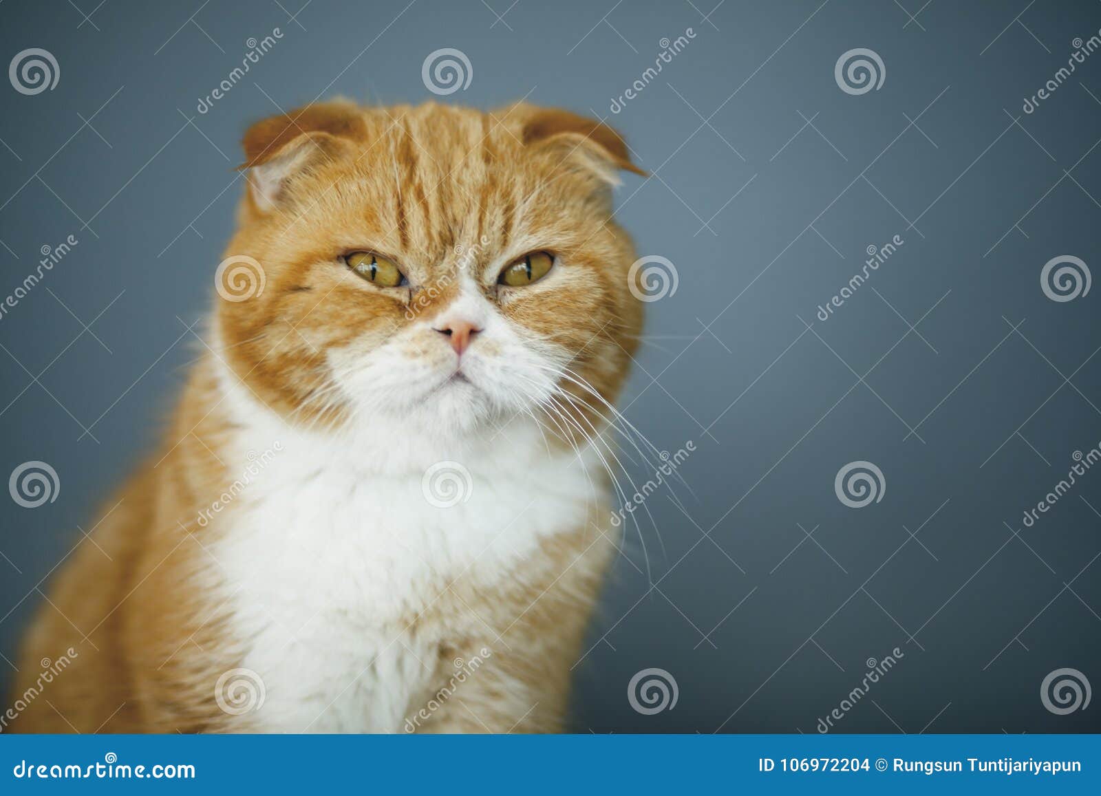 Scottish Fold Cats stock photo. Image of orange, pretty - 106972204