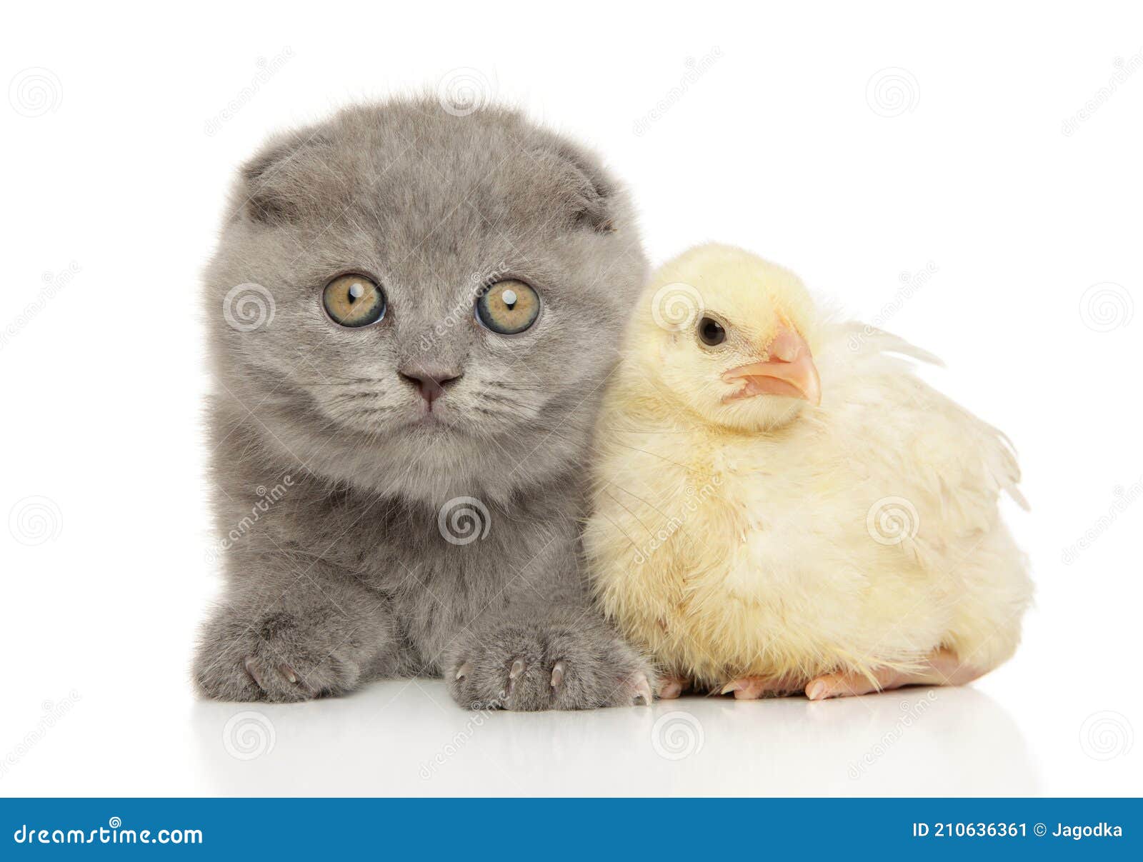 Scottish Fold and Chicken on a White Background Stock Image - Image of ...