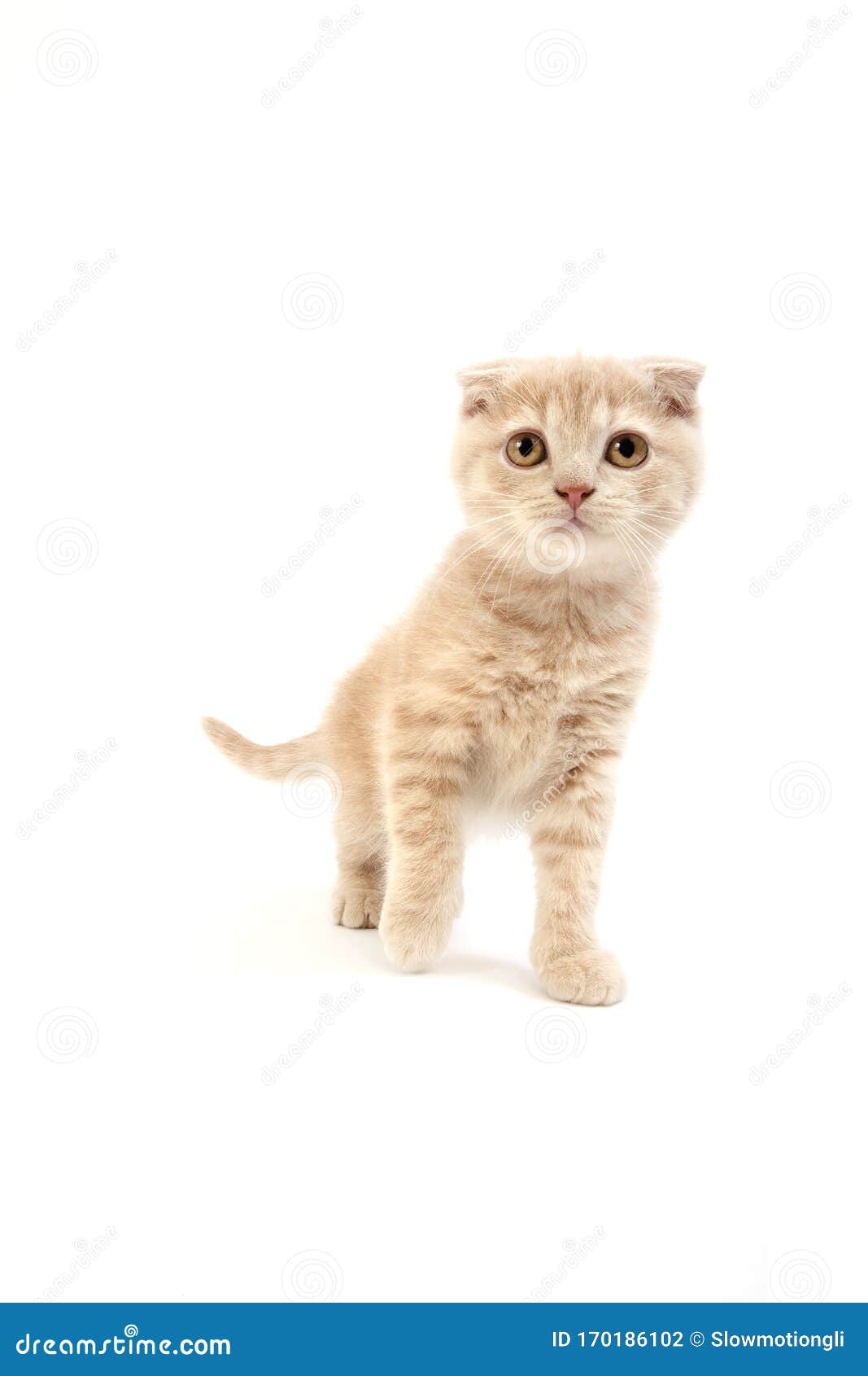 SCOTTISH FOLD CREME stock photo. Image of studio, baby - 170186102