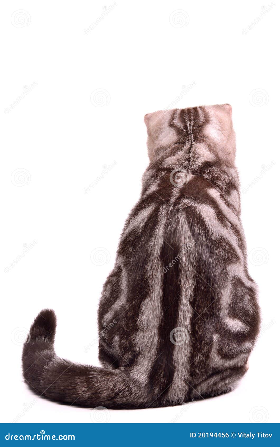 11,304 Kitten Back Stock Photos - Free & Royalty-Free Stock Photos from ...