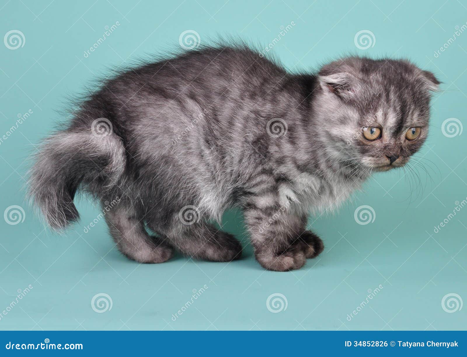 Scottish Fold Kitten with Crooked Tail Stock Photo - Image of fluffy ...