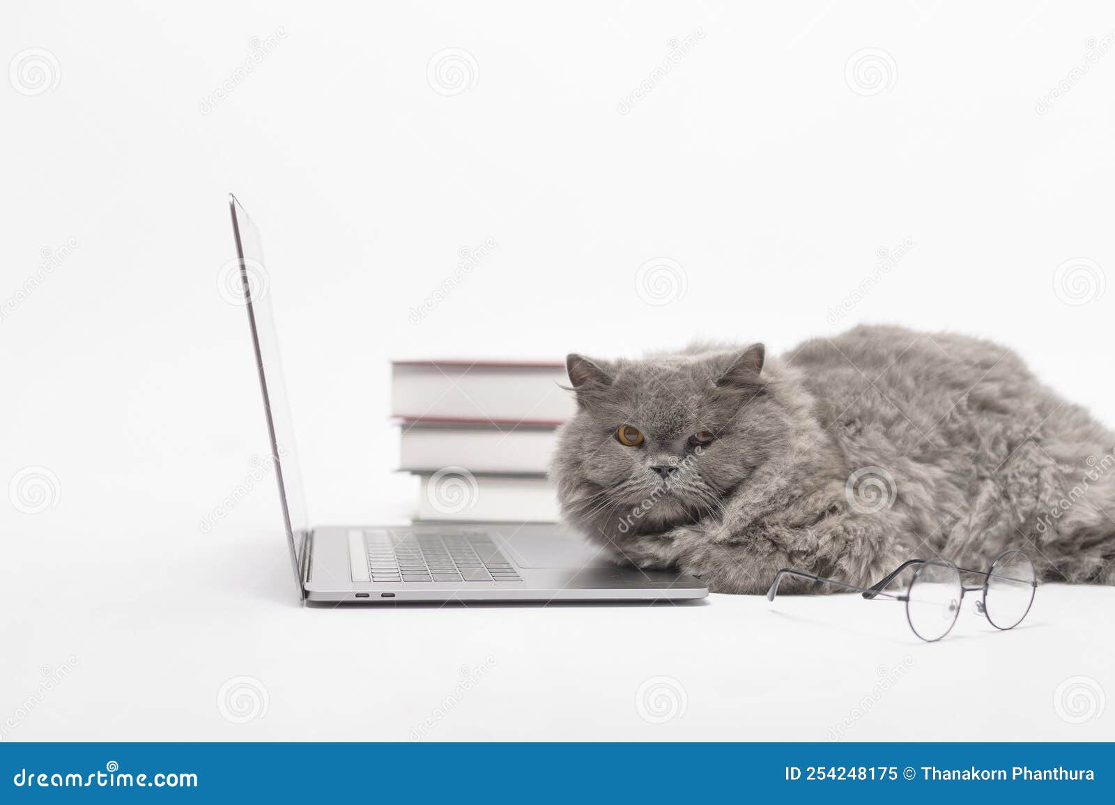 Scottish Fold Lovely Cat Using Laptop Computer in Studio Stock Image ...