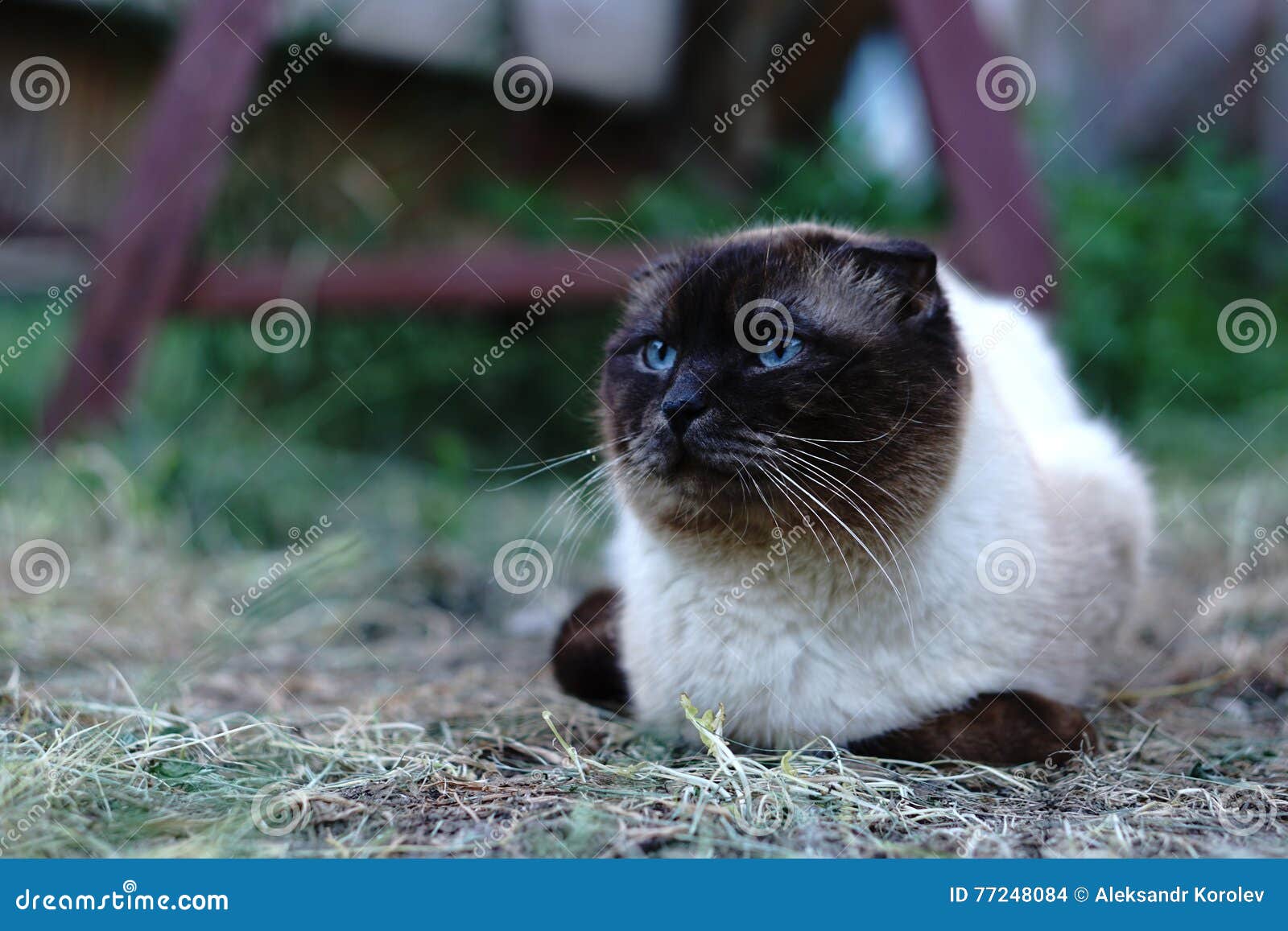 Scottish fold siamese mix stock photo. Image of beautiful - 77248084