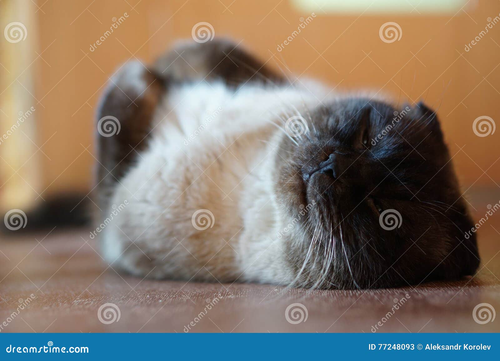 Scottish fold siamese mix stock image. Image of happy - 77248093