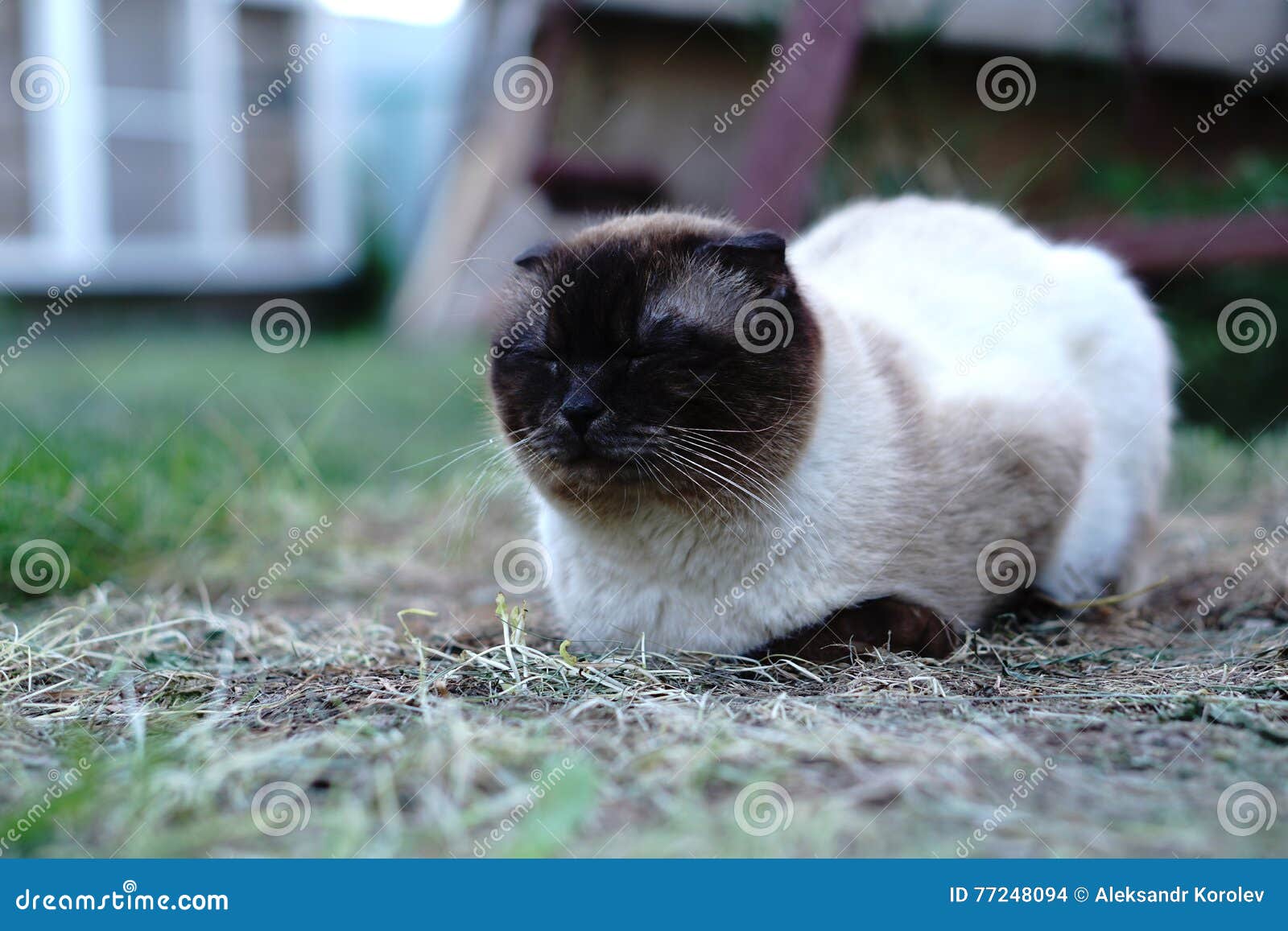 Scottish fold siamese mix stock photo. Image of dirty - 77248094
