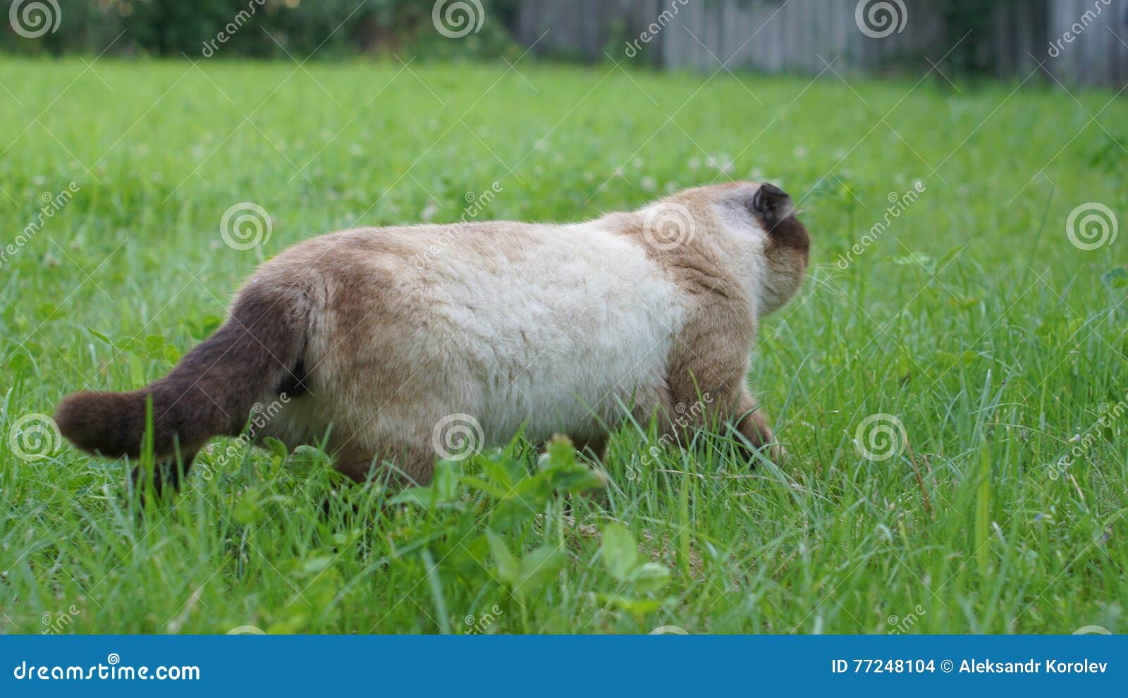 Scottish fold siamese mix stock photo. Image of natural - 77248104