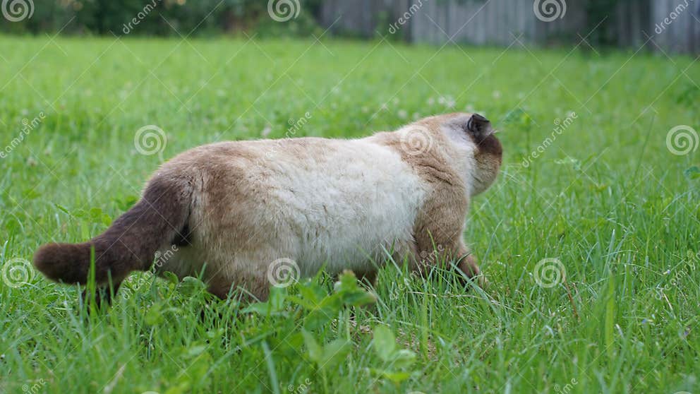 Scottish fold siamese mix stock photo. Image of natural - 77248104