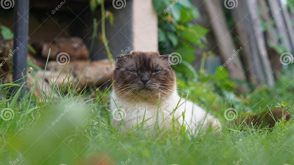 Scottish fold siamese mix stock photo. Image of cute - 77248154