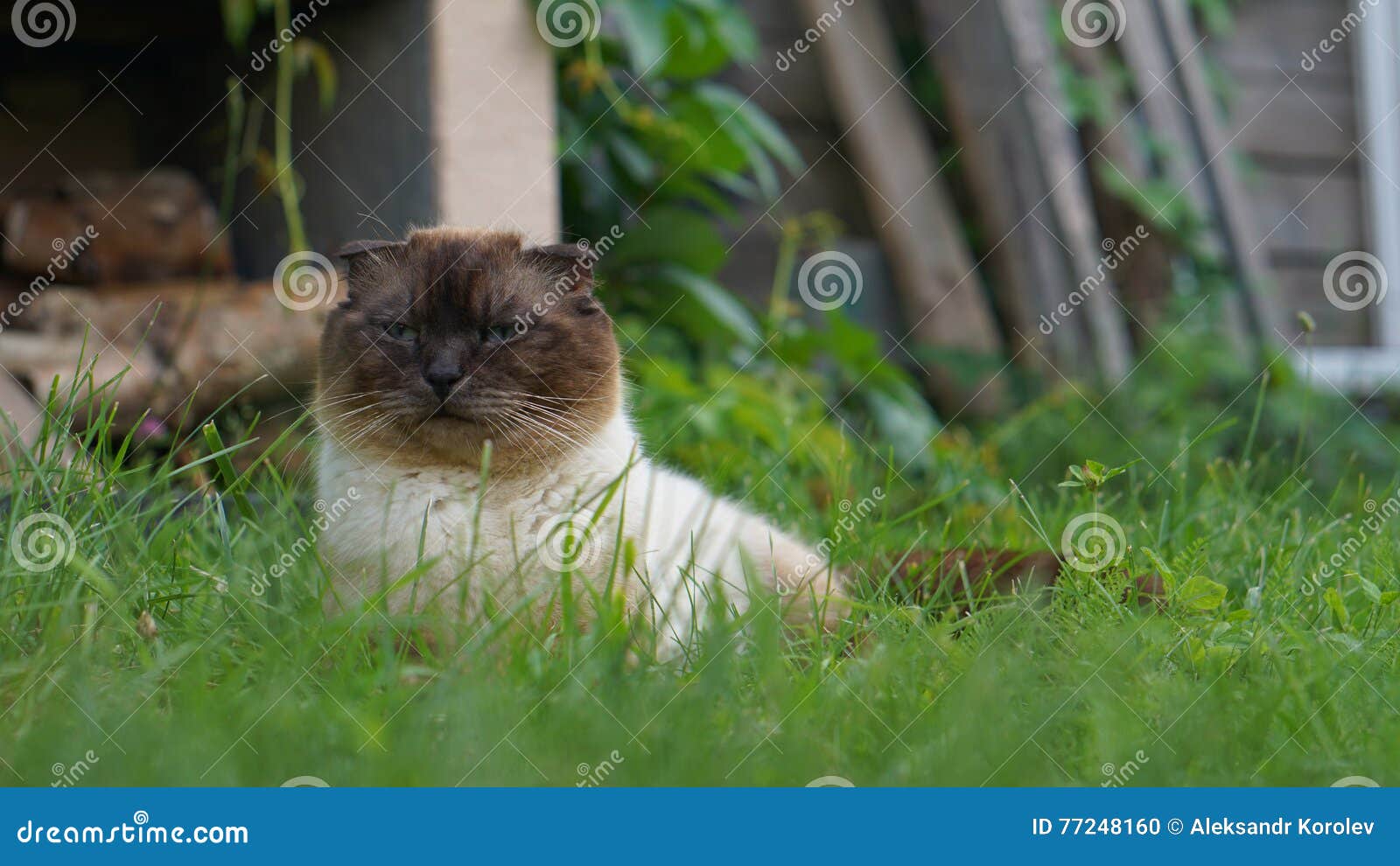 Scottish fold siamese mix stock photo. Image of flowers - 77248160