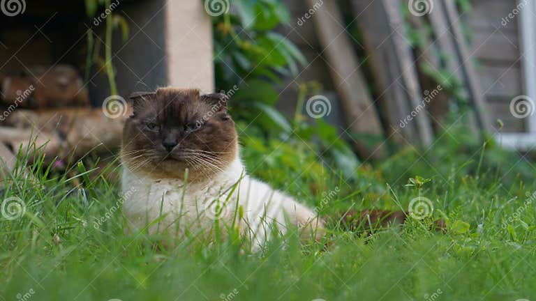 Scottish fold siamese mix stock photo. Image of flowers - 77248160