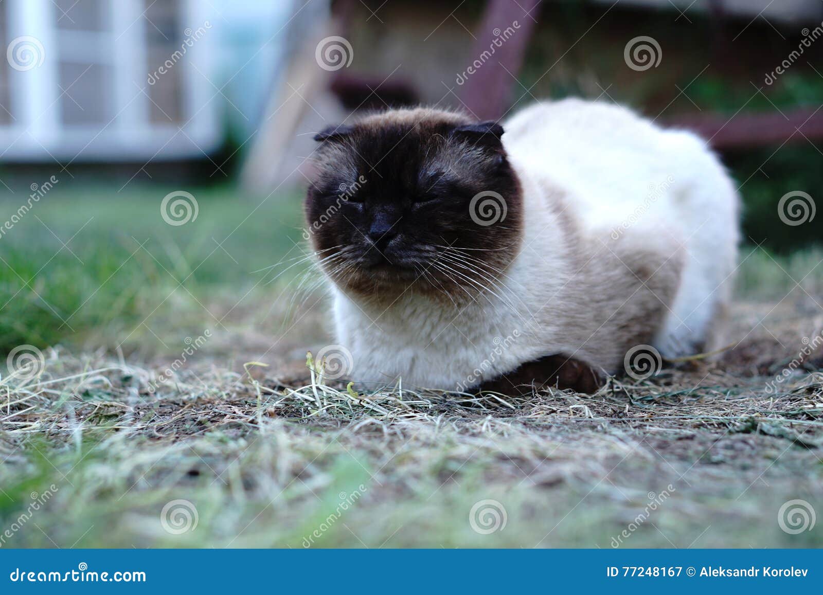 Scottish fold siamese mix stock image. Image of beautiful - 77248167