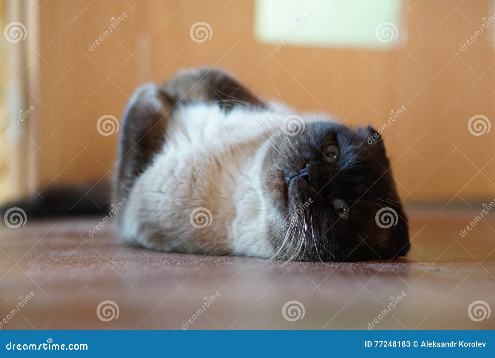 Scottish fold siamese mix stock image. Image of culture - 77248183