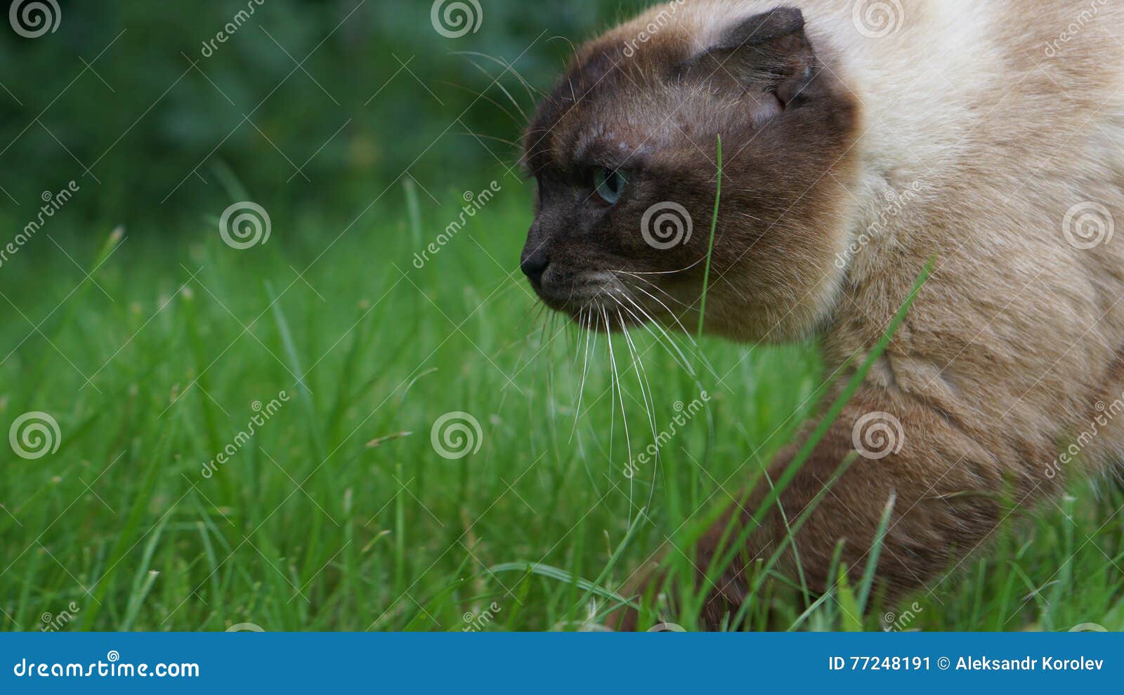 Scottish fold siamese mix stock image. Image of fold - 77248191