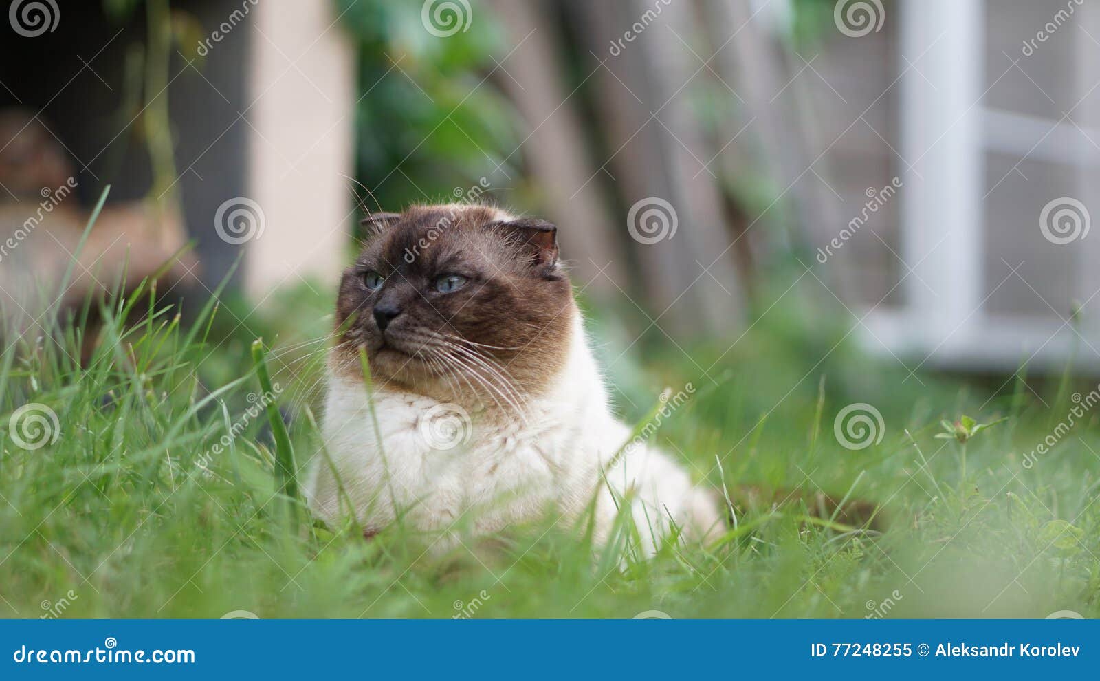 Scottish fold siamese mix stock image. Image of flowers - 77248255