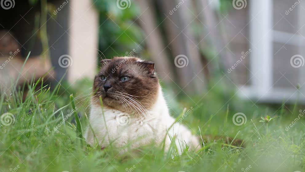 Scottish fold siamese mix stock image. Image of flowers - 77248255