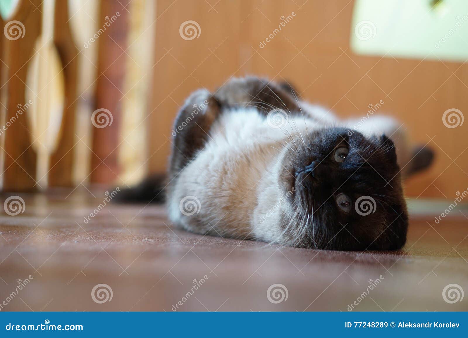 Scottish fold siamese mix stock image. Image of happy - 77248289