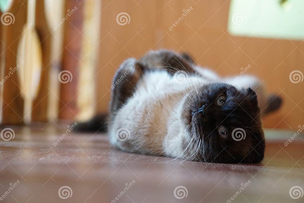 Scottish fold siamese mix stock image. Image of happy - 77248289