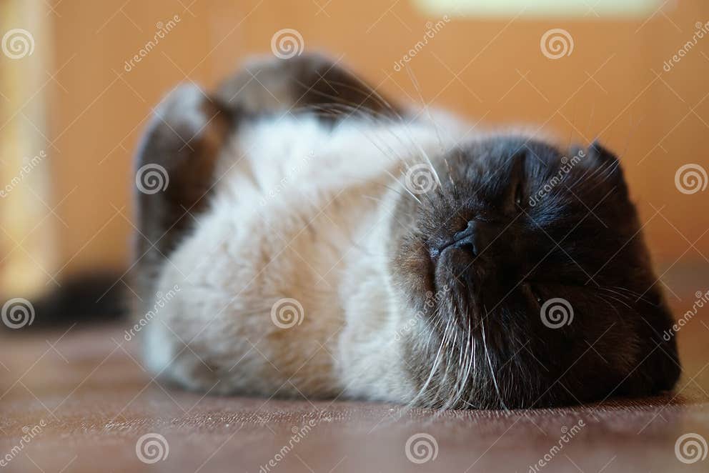 Scottish fold siamese mix stock image. Image of hair - 77248311