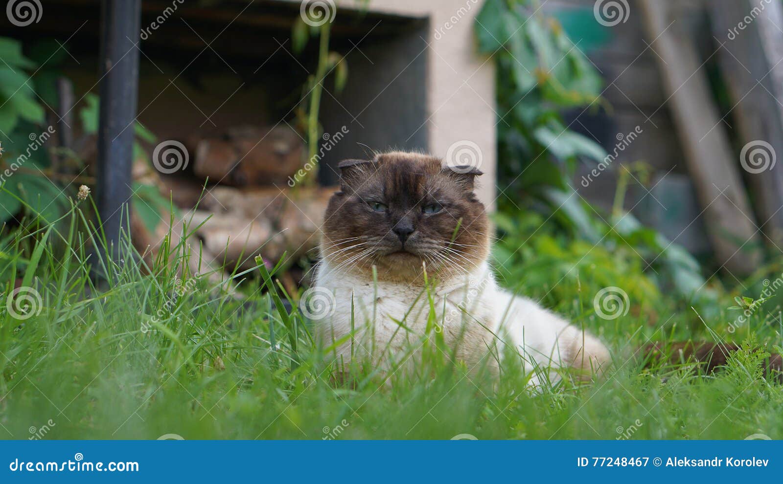 Scottish fold siamese mix stock image. Image of cute - 77248467