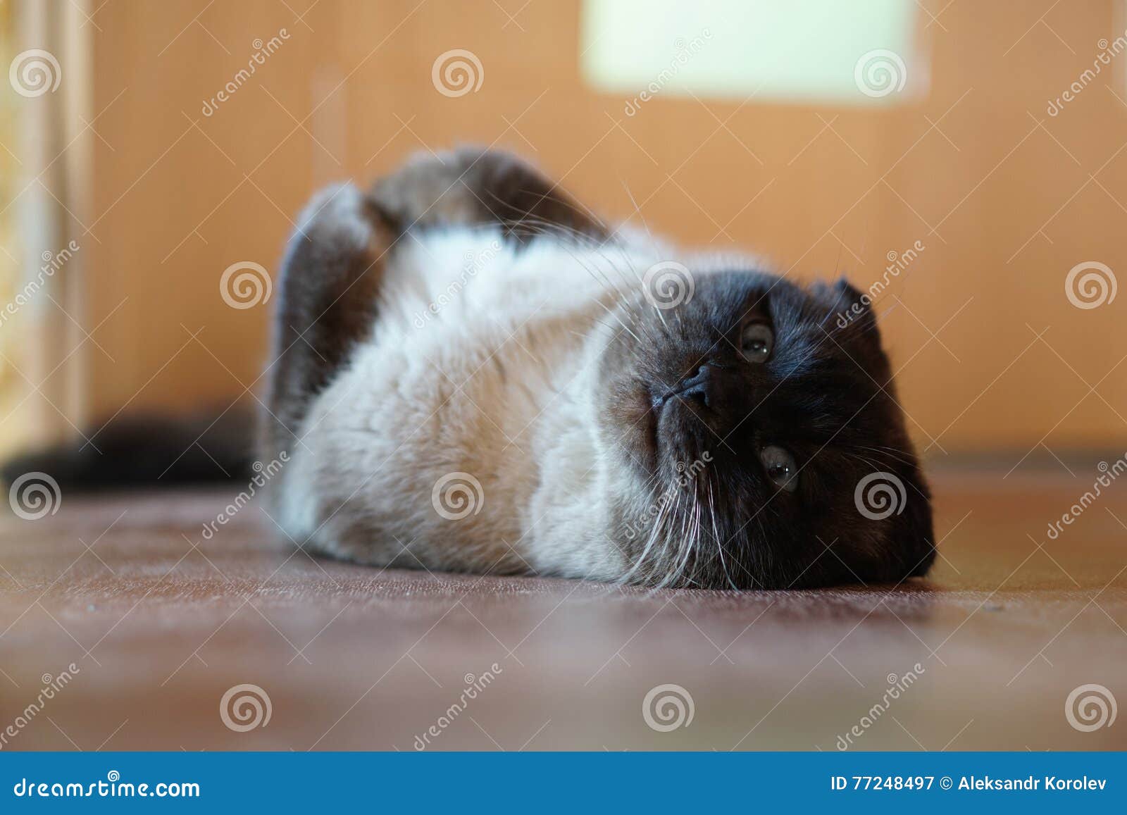Scottish fold siamese mix stock image. Image of british - 77248497