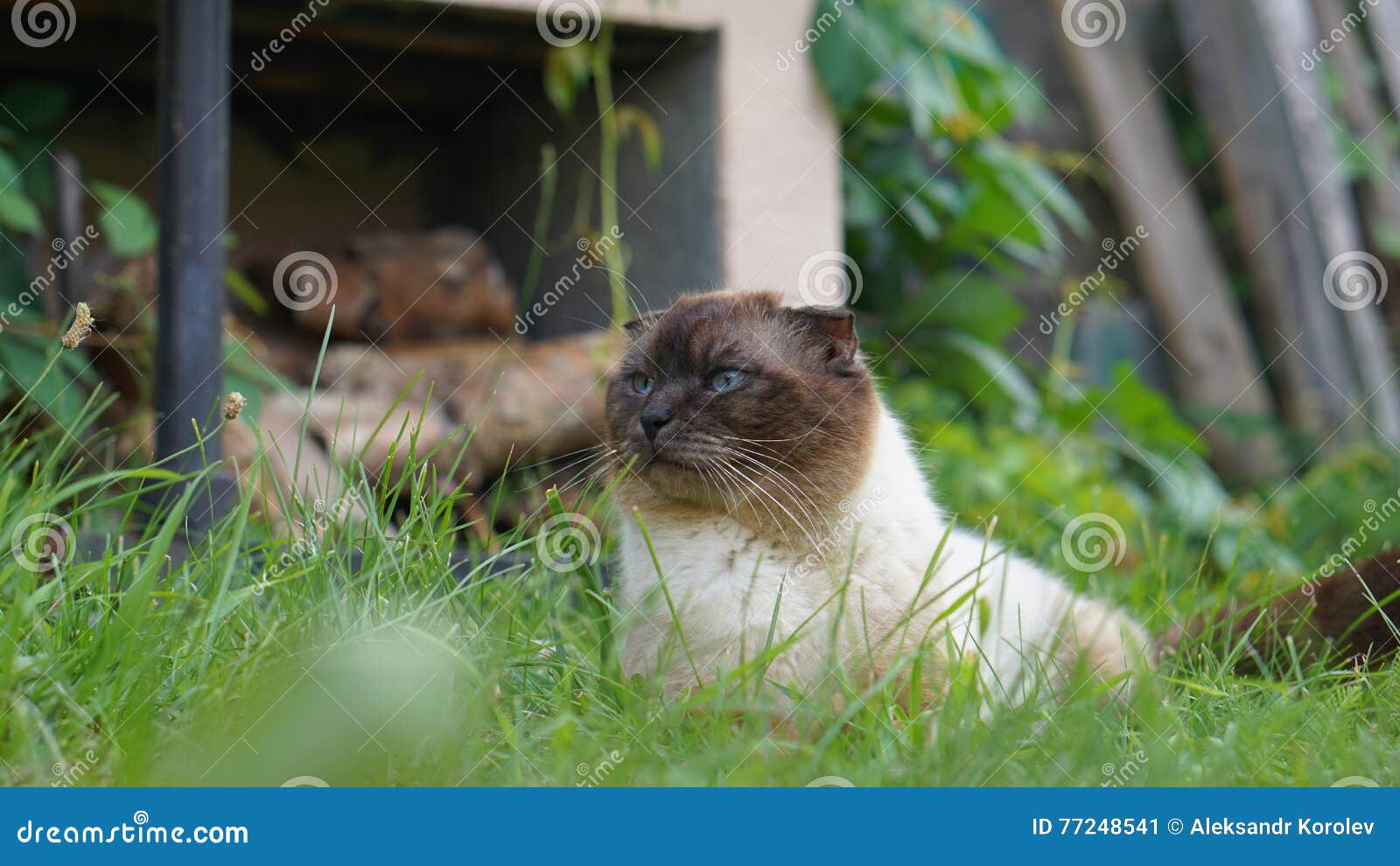Scottish fold siamese mix stock image. Image of green - 77248541