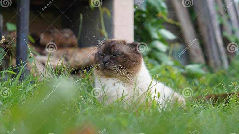 Scottish fold siamese mix stock image. Image of flowers - 77248551
