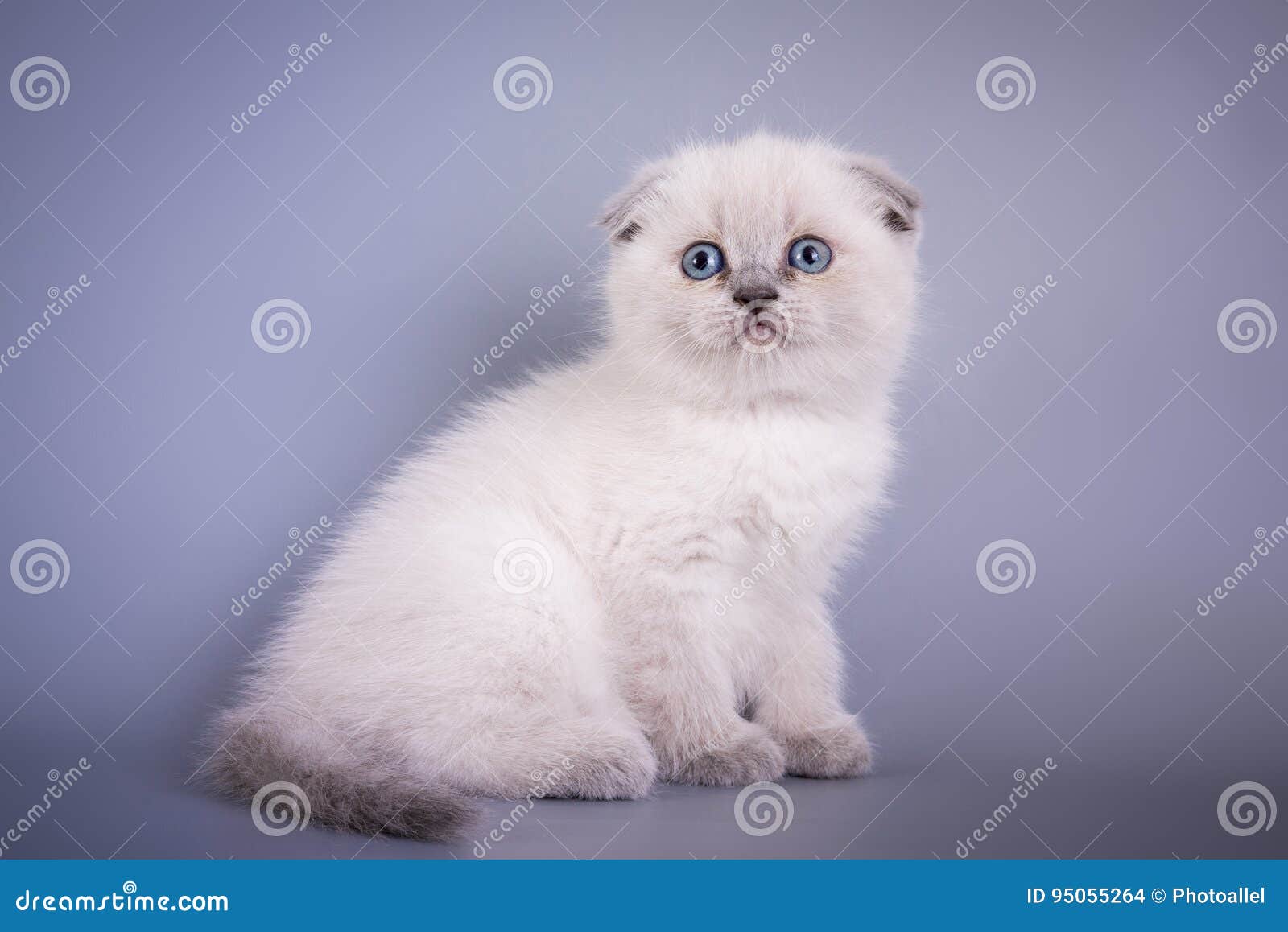 Scottish Fold Small Cute Kitten Blue Colorpoint White Stock Photo ...