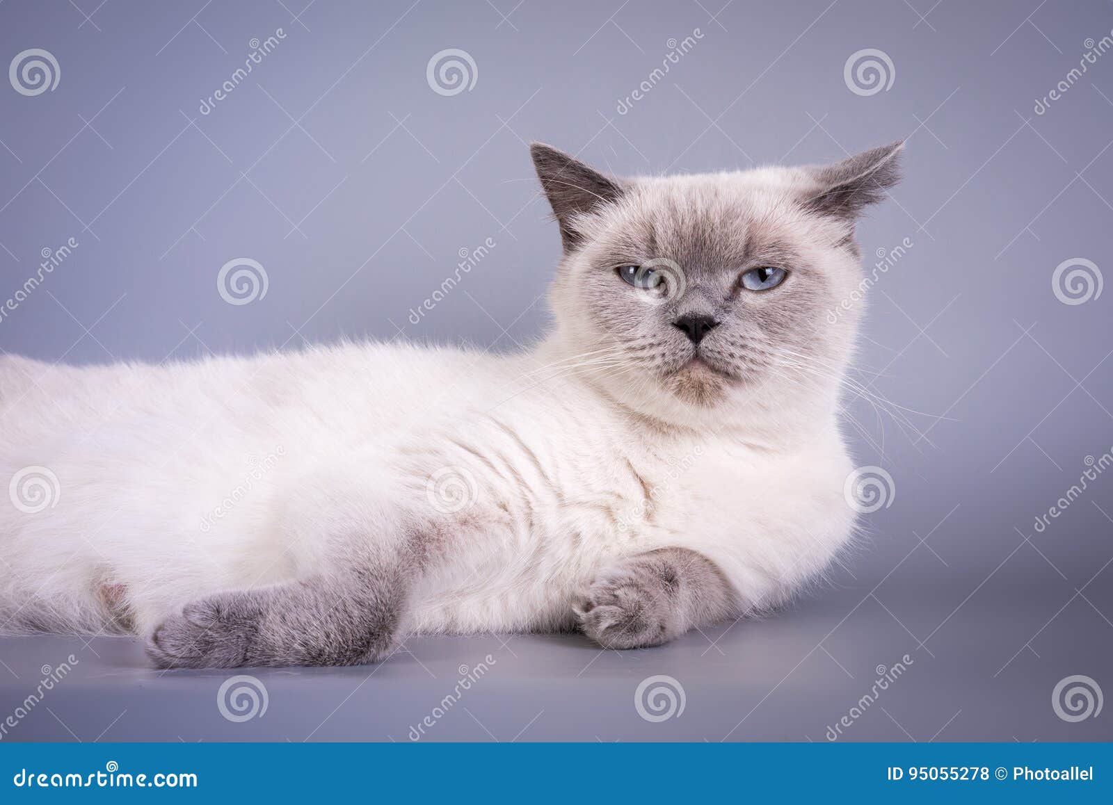 Scottish Fold Small Cute Kitten Blue Colorpoint White Stock Photo ...