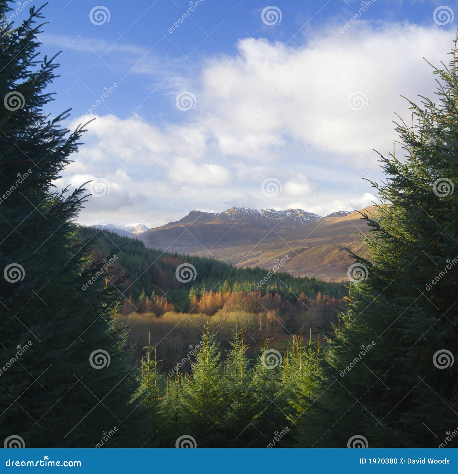 Scottish forest stock photo. Image of wild, nature, hill - 1970380