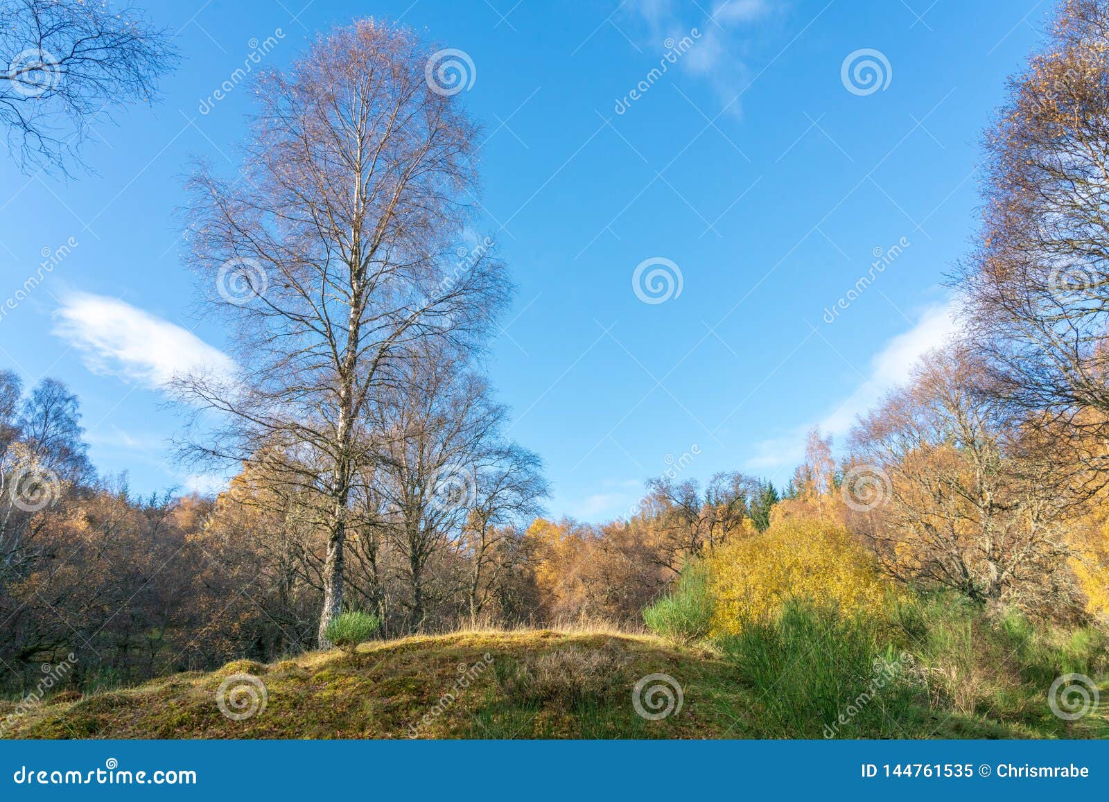 Scottish Forest on a Cool Winter Morning Stock Image - Image of ...