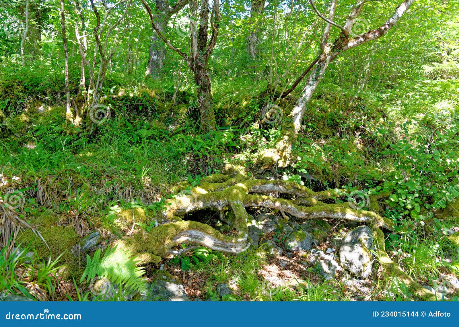 Scottish Forest in Summer - Scottish Forest Nature Stock Photo - Image ...