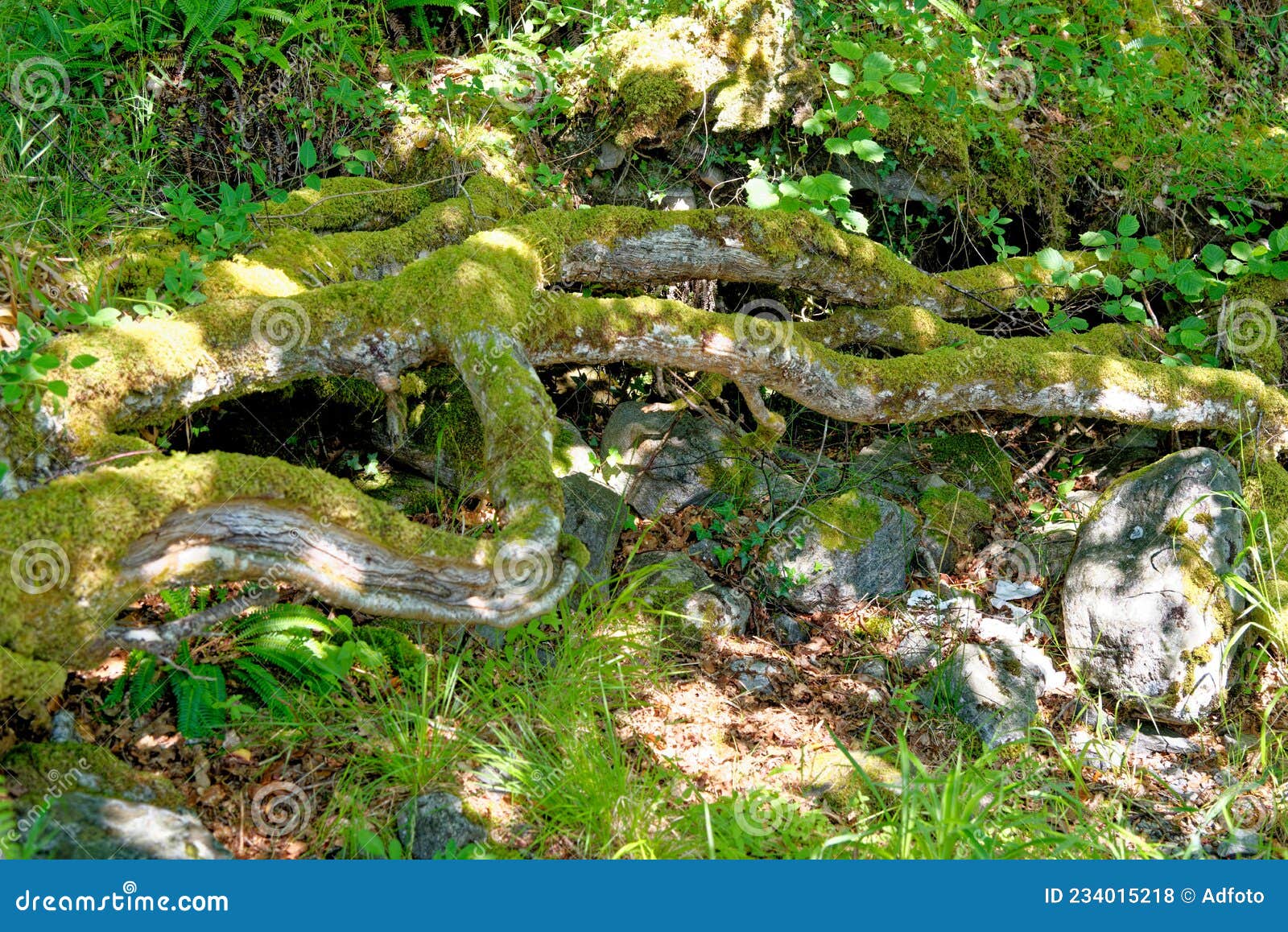 Scottish Forest in Summer - Scottish Forest Nature Stock Photo - Image ...