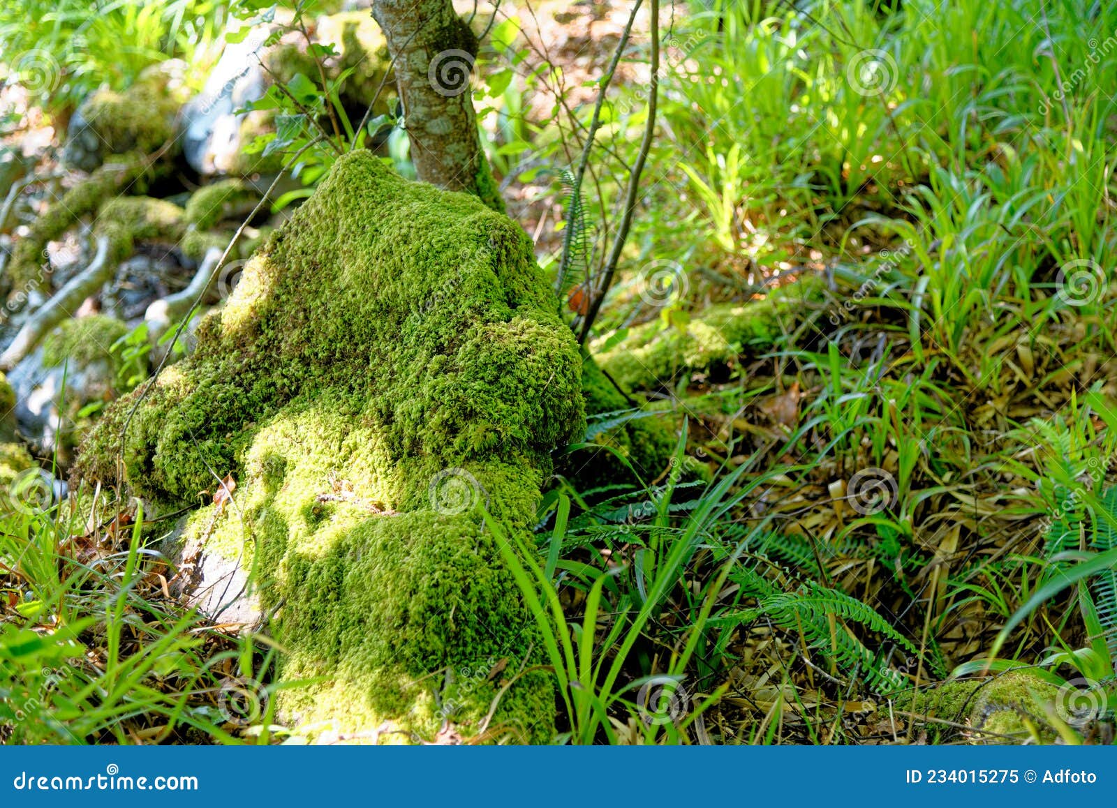 Scottish Forest in Summer - Scottish Forest Nature Stock Image - Image ...