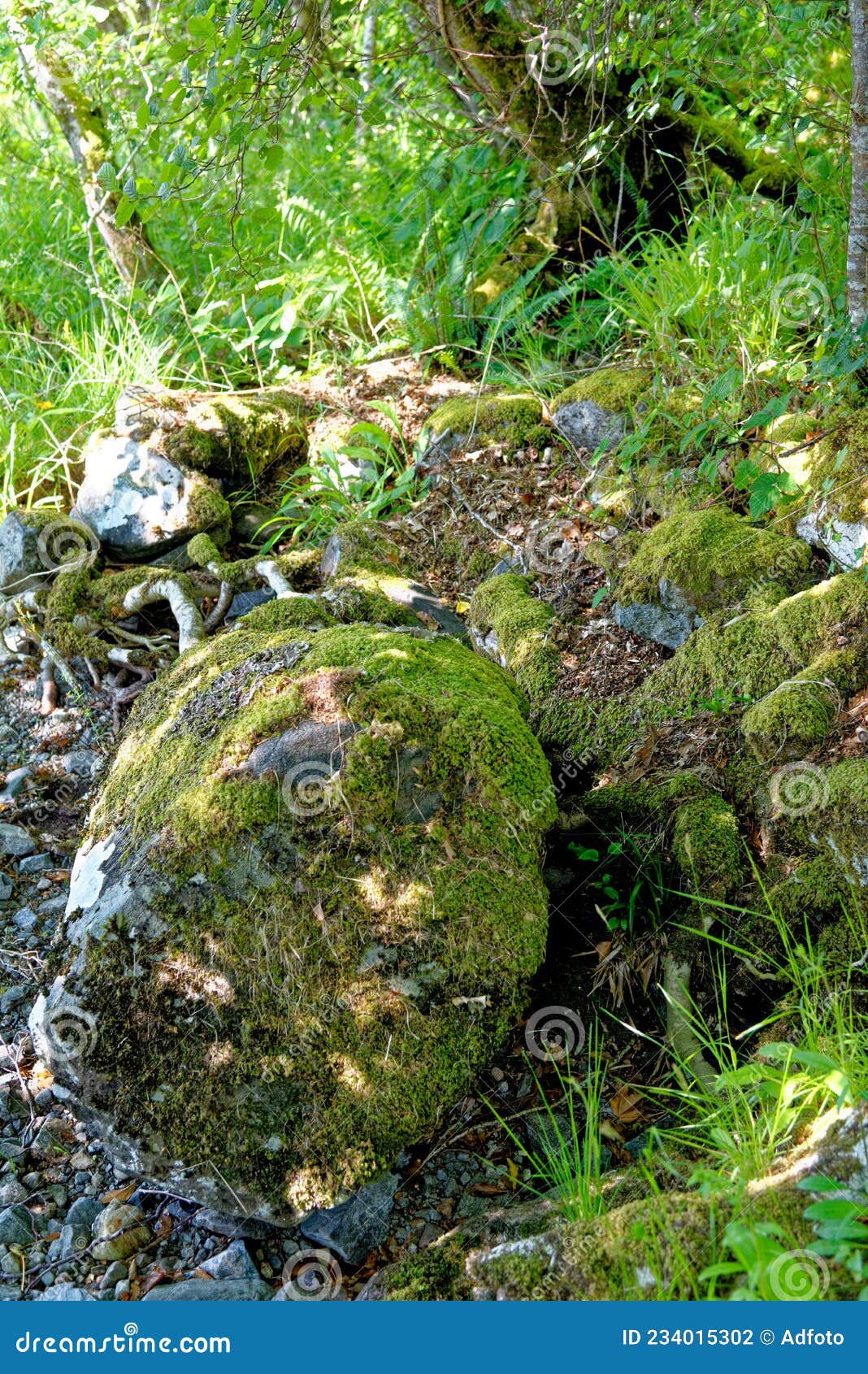 Scottish Forest in Summer - Scottish Forest Nature Stock Photo - Image ...