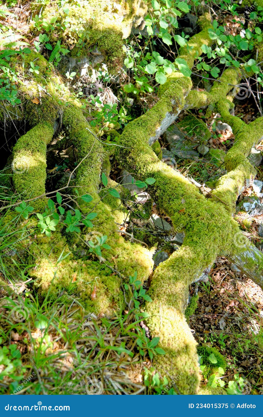 Scottish Forest in Summer - Scottish Forest Nature Stock Image - Image ...
