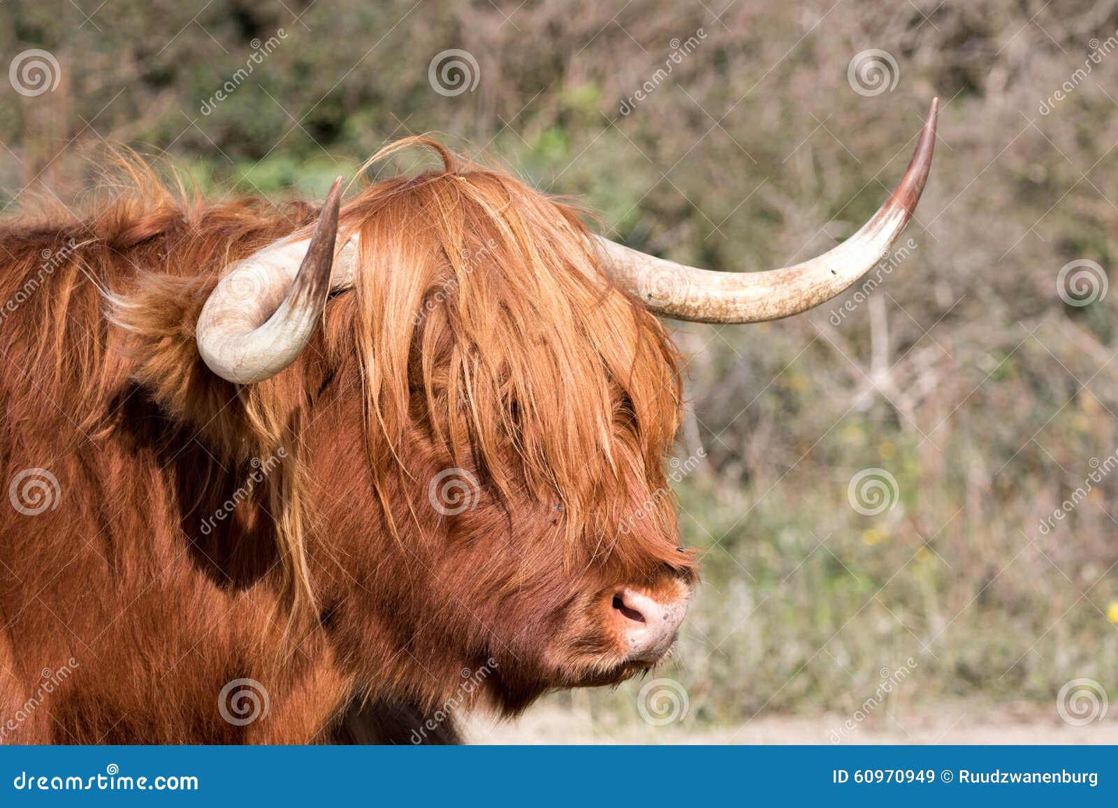 Scottish galloway cow. stock image. Image of animal, nature - 60970949