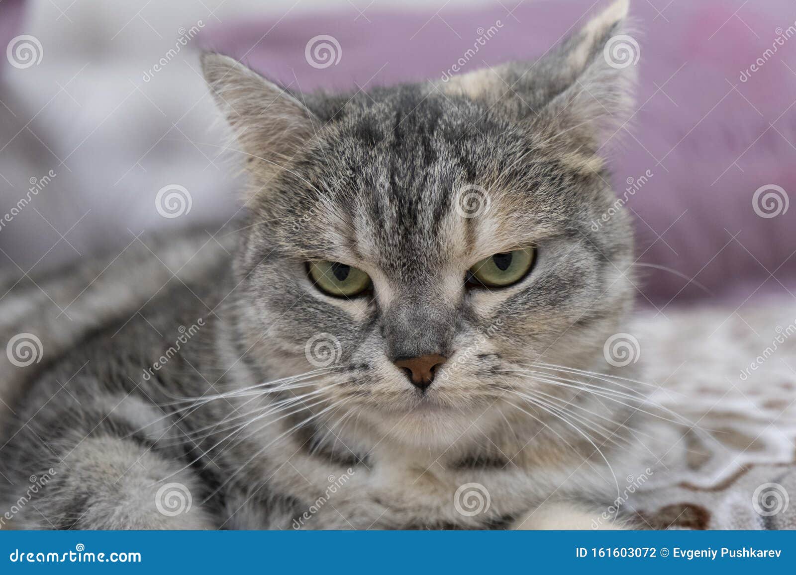 Scottish Gray Cat Breed, the Muzzle is Close Up, the Concept of ...