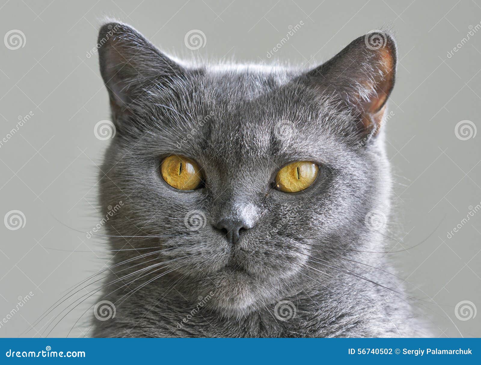 Scottish gray cat portrait stock photo. Image of animal - 56740502