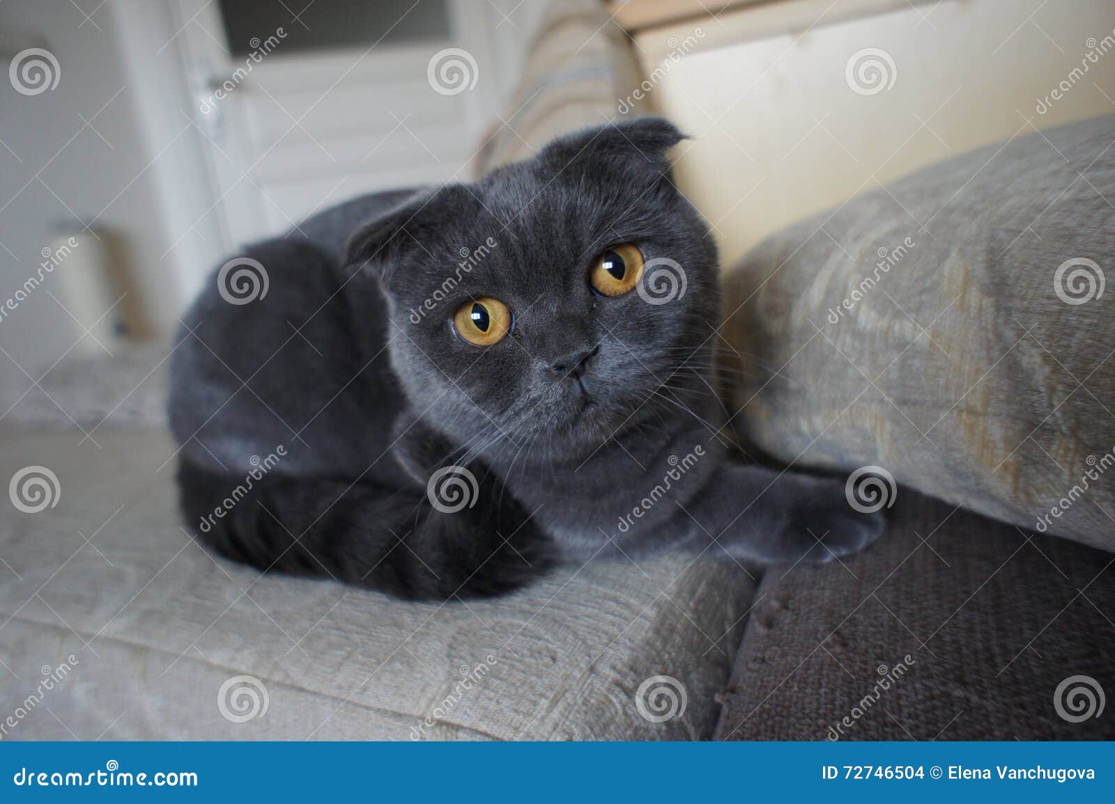 Scottish grey cat stock photo. Image of share, home, fold - 72746504