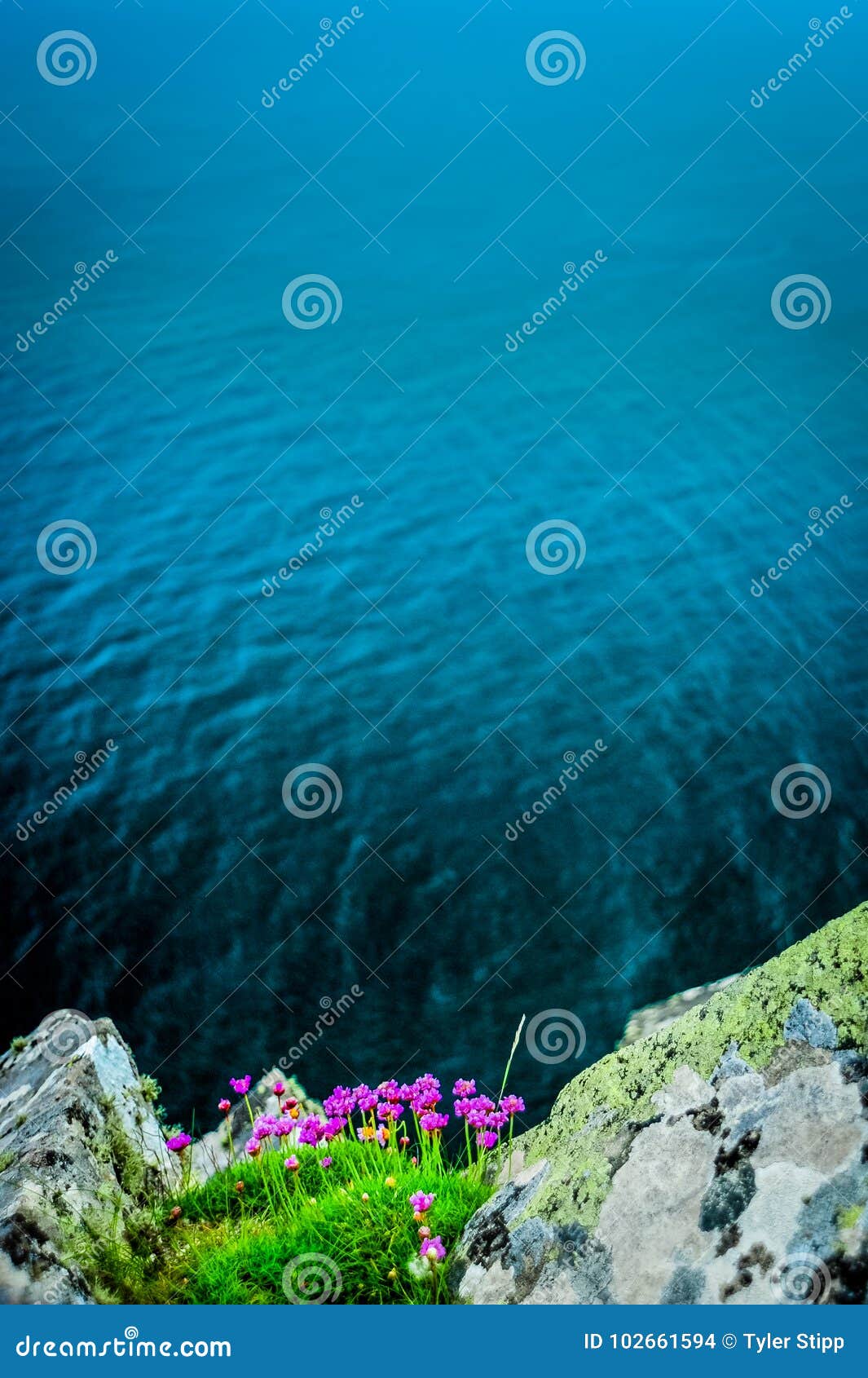 Scottish Heather Over the Ocean Stock Photo - Image of hebrides ...