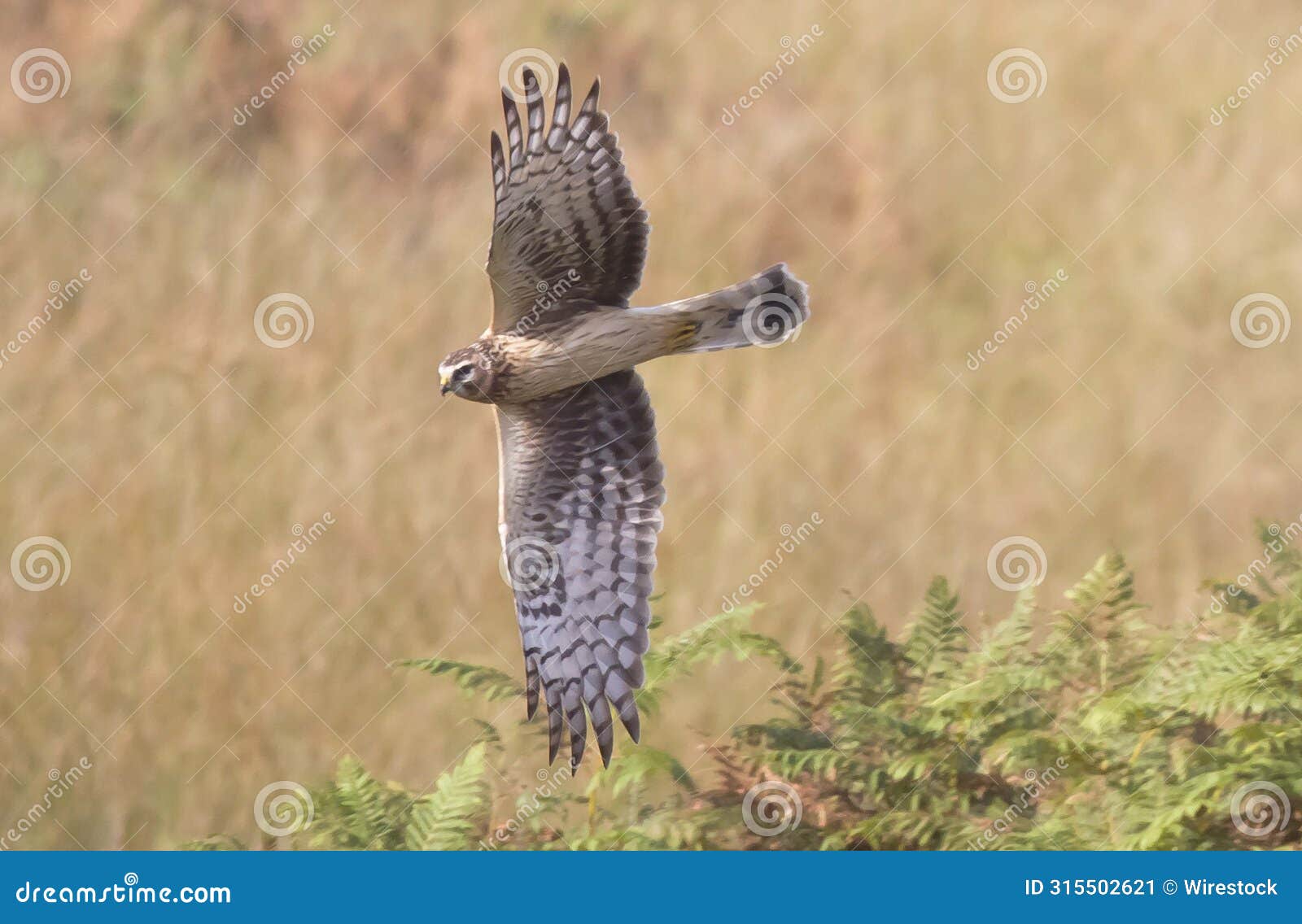 Scottish Hen Harrier in Natural Habitat. Stock Image - Image of ...