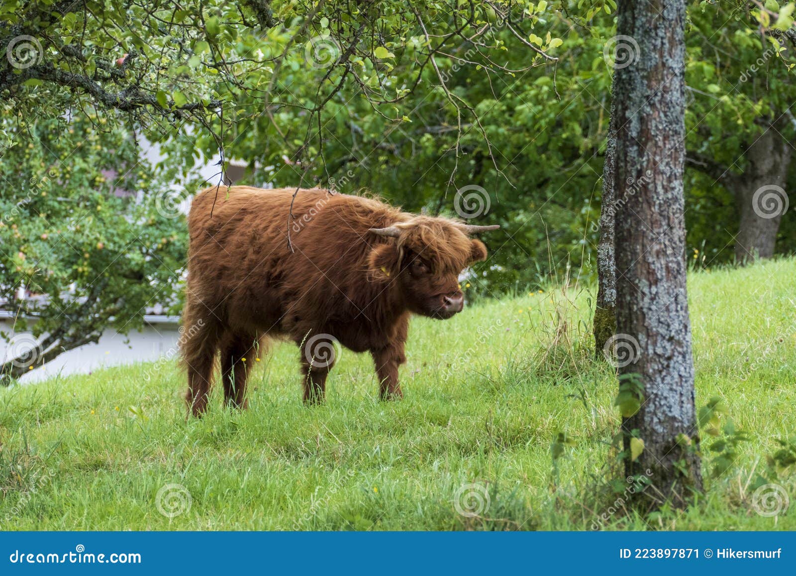 Scottish Highland Beef Highland Cattle on a Pasture Stock Image - Image ...