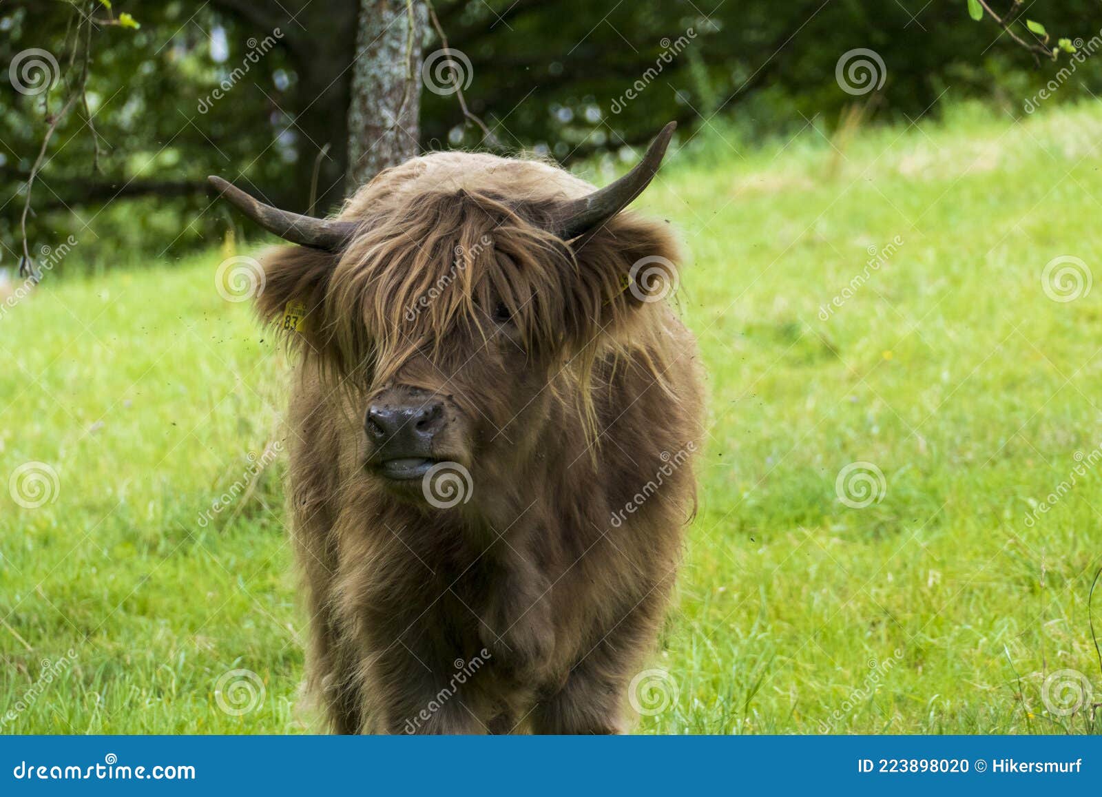 Scottish Highland Beef Highland Cattle on a Pasture Stock Photo - Image ...