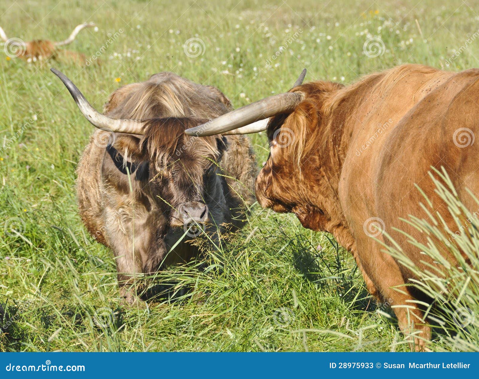 Scottish Highland Cow and Bull Stock Image - Image of hairy, bull: 28975933